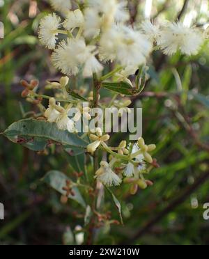 Myrtle Wattle (Acacia myrtifolia) Plantae Stock Photo - Alamy