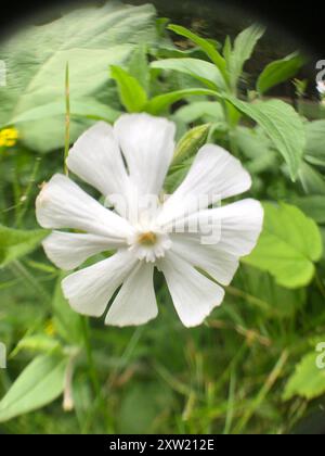 evening lychnis (Silene latifolia alba) Plantae Stock Photo - Alamy