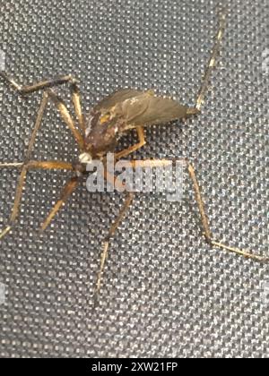 Gallinipper (Psorophora ciliata) Insecta Stock Photo - Alamy