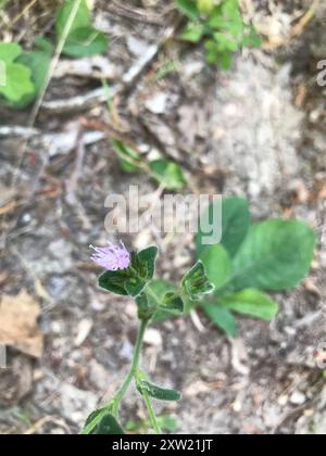 common elephant's-foot (Elephantopus tomentosus) Plantae Stock Photo ...