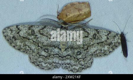 Umber Moth (Hypomecis umbrosaria) Insecta Stock Photo - Alamy