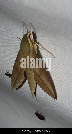 Hunter Hawkmoths (Theretra) Insecta Stock Photo - Alamy