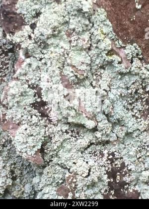 Common Dust Lichen (Lepraria incana) Fungi Stock Photo - Alamy