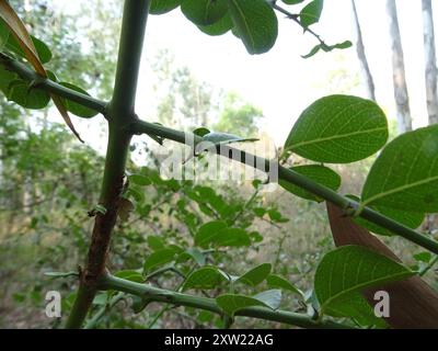 cat-thorn (Scutia myrtina) Plantae Stock Photo - Alamy