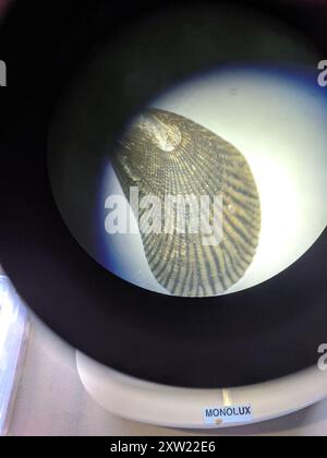 Hooked Mussel (Ischadium recurvum) Mollusca Stock Photo - Alamy