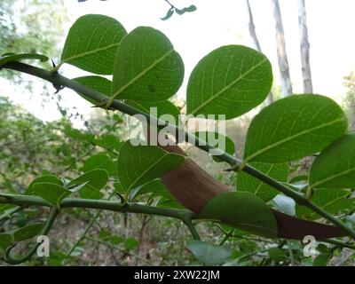 cat-thorn (Scutia myrtina) Plantae Stock Photo - Alamy