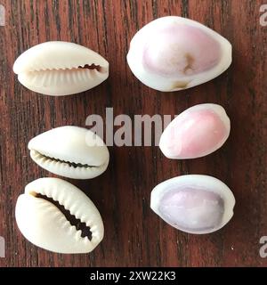 Gold Ring Cowry (Monetaria annulus) Mollusca Stock Photo - Alamy