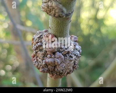 bacterial crown gall (Agrobacterium radiobacter Stock Photo - Alamy