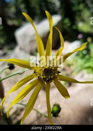 showy goldeneye (Heliomeris multiflora) Plantae Stock Photo - Alamy