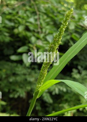 Barnyard Grasses (Echinochloa) Plantae Stock Photo - Alamy