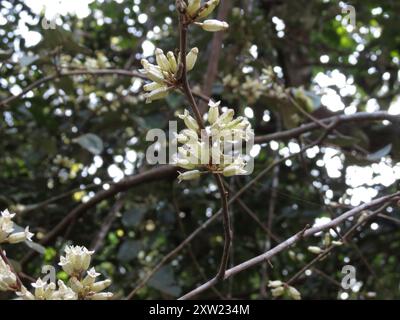 (Elaeagnus conferta) Plantae Stock Photo - Alamy