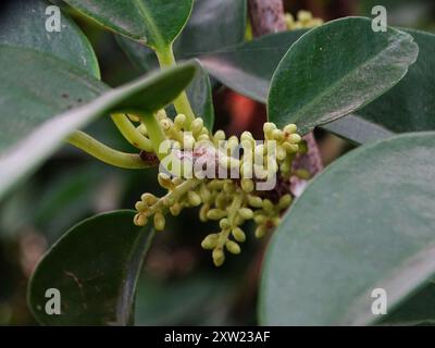 (Embelia drupacea) Plantae Stock Photo - Alamy
