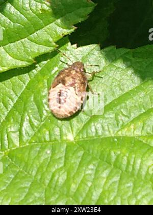 (Peribalus strictus vernalis) Insecta Stock Photo - Alamy