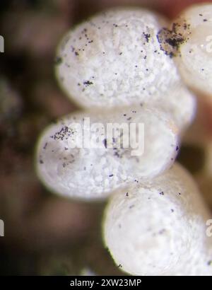 (Physarum compressum) Protozoa Stock Photo - Alamy