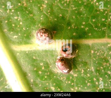 (Procontarinia robusta) Insecta Stock Photo - Alamy