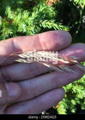 Prairie Brome (Bromus kalmii) Plantae Stock Photo - Alamy