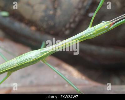 Seychelles Palm Stick Insect (Graeffea seychellensis) Insecta Stock ...