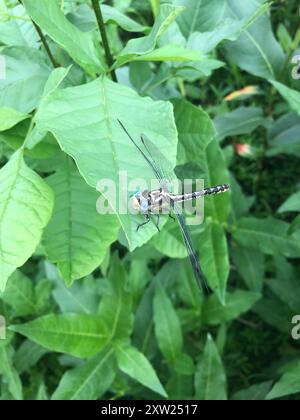 Olive Clubtail (Stylurus olivaceus) Insecta Stock Photo - Alamy