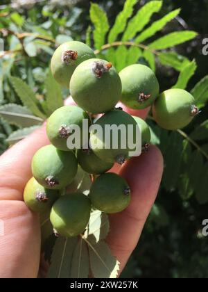 Service-tree (Cormus domestica) Plantae Stock Photo - Alamy