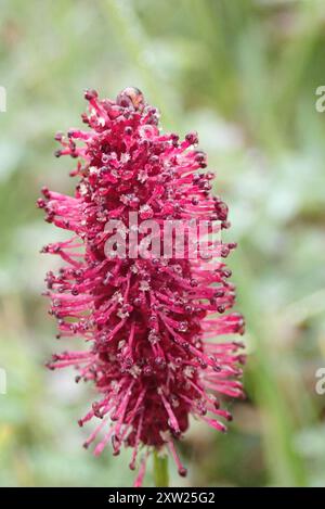 Great burnet (Sanguisorba officinalis) Plantae Stock Photo - Alamy