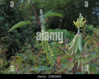 Streaked Rattlepod (Crotalaria pallida) Plantae Stock Photo - Alamy