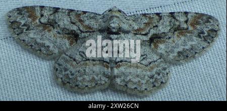 Brown-shaded Gray (Iridopsis defectaria) Insecta Stock Photo - Alamy