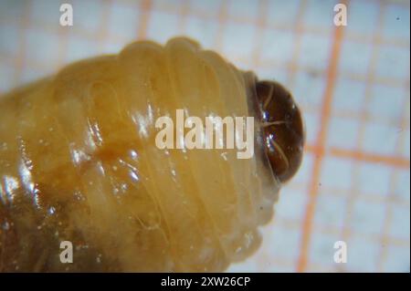 Winged and Once-winged Insects (Pterygota) Insecta Stock Photo - Alamy