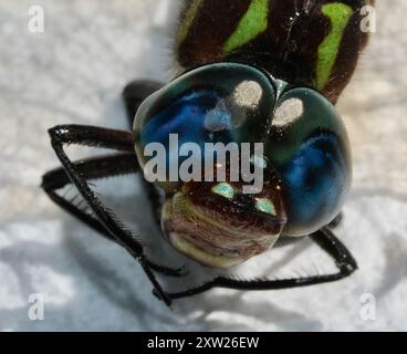 Swamp Darner (Epiaeschna heros) Insecta Stock Photo - Alamy
