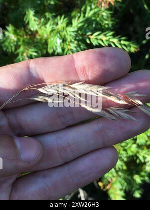 Prairie Brome (Bromus kalmii) Plantae Stock Photo - Alamy