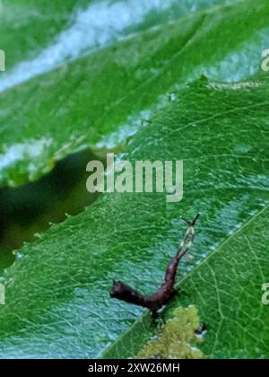 White Furcula Moth (Furcula borealis) Insecta Stock Photo - Alamy