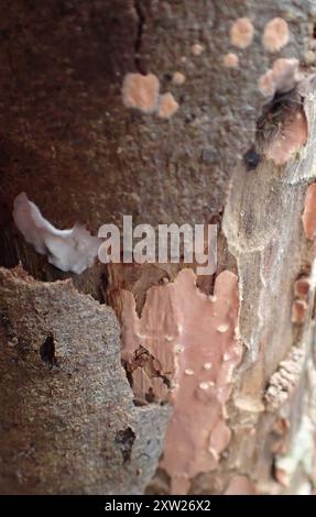 (Corticium roseum) Fungi Stock Photo - Alamy