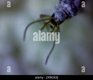 Dusty-winged Lacewings (Coniopterygidae) Insecta Stock Photo - Alamy