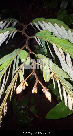 Machaeriums (Machaerium) Plantae Stock Photo - Alamy