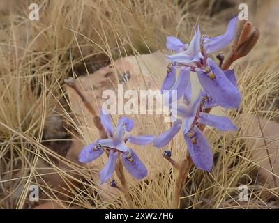 (Moraea stricta) Plantae Stock Photo - Alamy