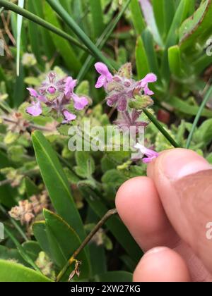 Bugle Hedgenettle (Stachys ajugoides) Plantae Stock Photo - Alamy