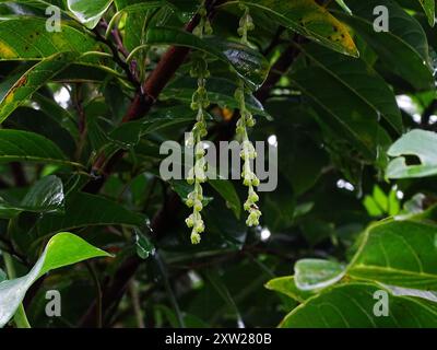 Fiveleaf Yam (Dioscorea pentaphylla) Plantae Stock Photo - Alamy