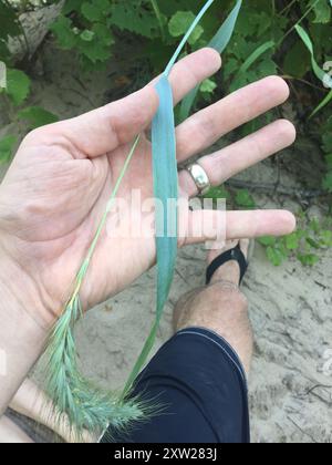Canada wild rye (Elymus canadensis) Plantae Stock Photo - Alamy
