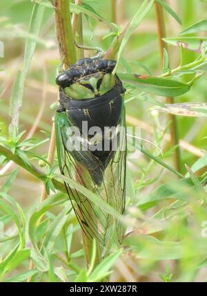 Common Swamp Cicada (Neotibicen tibicen tibicen) Insecta Stock Photo ...