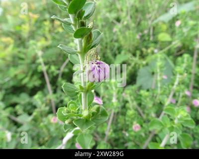 (Justicia simplex) Plantae Stock Photo - Alamy