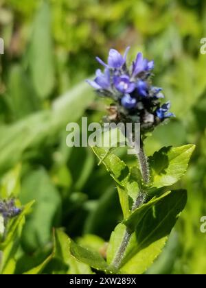 American alpine speedwell (Veronica wormskjoldii) Plantae Stock Photo ...