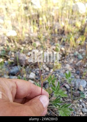 slender cinquefoil (Potentilla gracilis) Plantae Stock Photo - Alamy