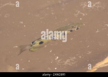 Spotted Archerfish (Toxotes chatareus) Actinopterygii Stock Photo - Alamy