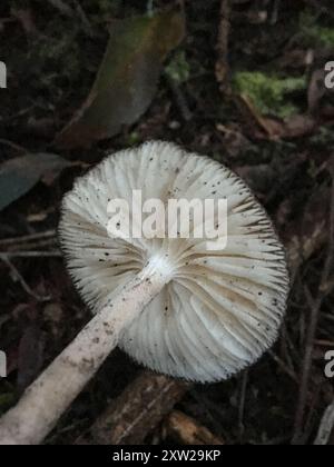 (Oudemansiella gigaspora) Fungi Stock Photo - Alamy