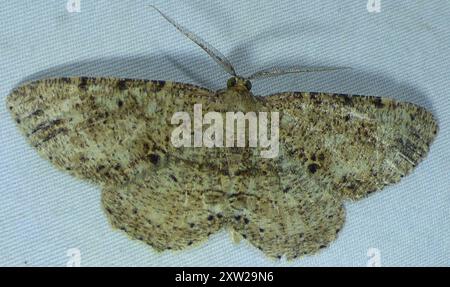 Canadian Melanolophia Moth (Melanolophia canadaria) Insecta Stock Photo ...