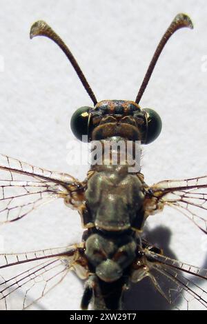 (Myrmeleon obscurus) Insecta Stock Photo - Alamy