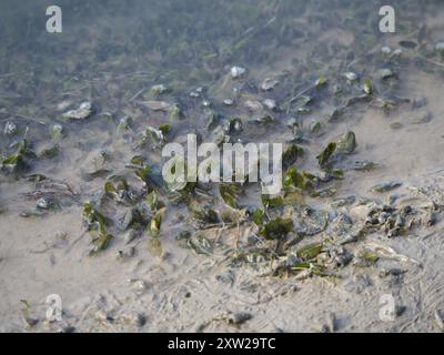 Sea Wrack (Halophila ovalis) Plantae Stock Photo - Alamy