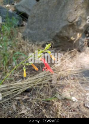 Bridges' penstemon (Penstemon rostriflorus) Plantae Stock Photo - Alamy