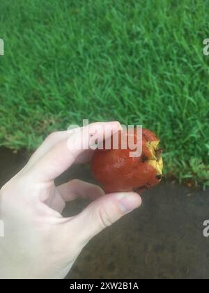 Ackee (Blighia sapida) Plantae Stock Photo - Alamy