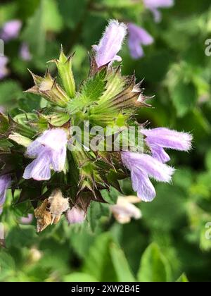 Black horehound (Ballota nigra) Plantae Stock Photo - Alamy