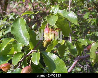 Boat-Fruited Ochna (Ochna inermis) Plantae Stock Photo - Alamy